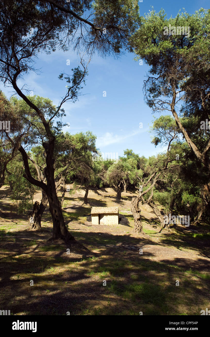 Old olive trees, Corfu Greece Stock Photo - Alamy