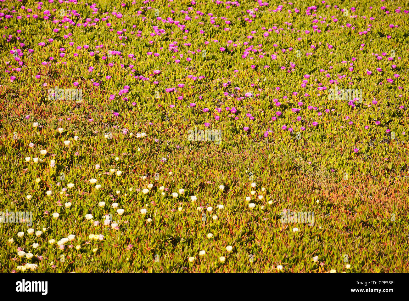 Plants flower ice plant hi-res stock photography and images - Alamy