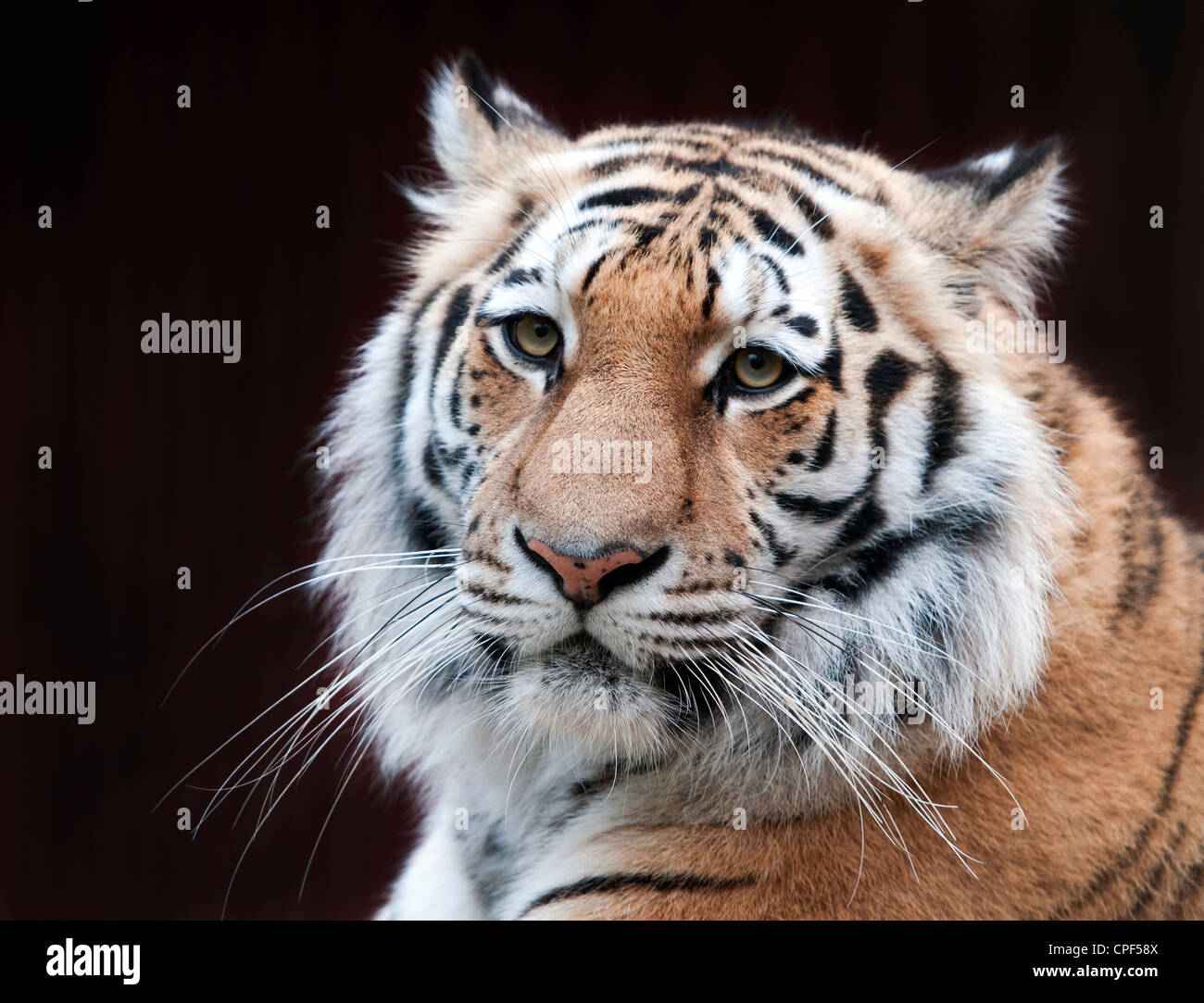 Female Amur tiger (face shot Stock Photo - Alamy