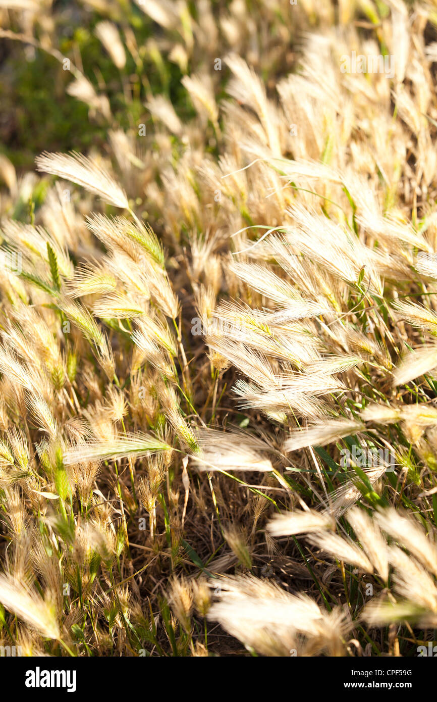 Marram grass hi-res stock photography and images - Alamy