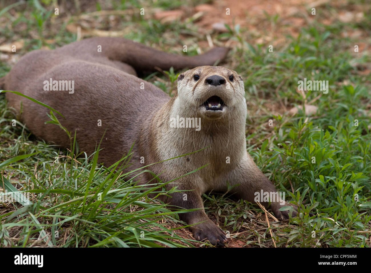 Aquatic mammal North American river otter Otter Swimmer Stock Photo - Alamy