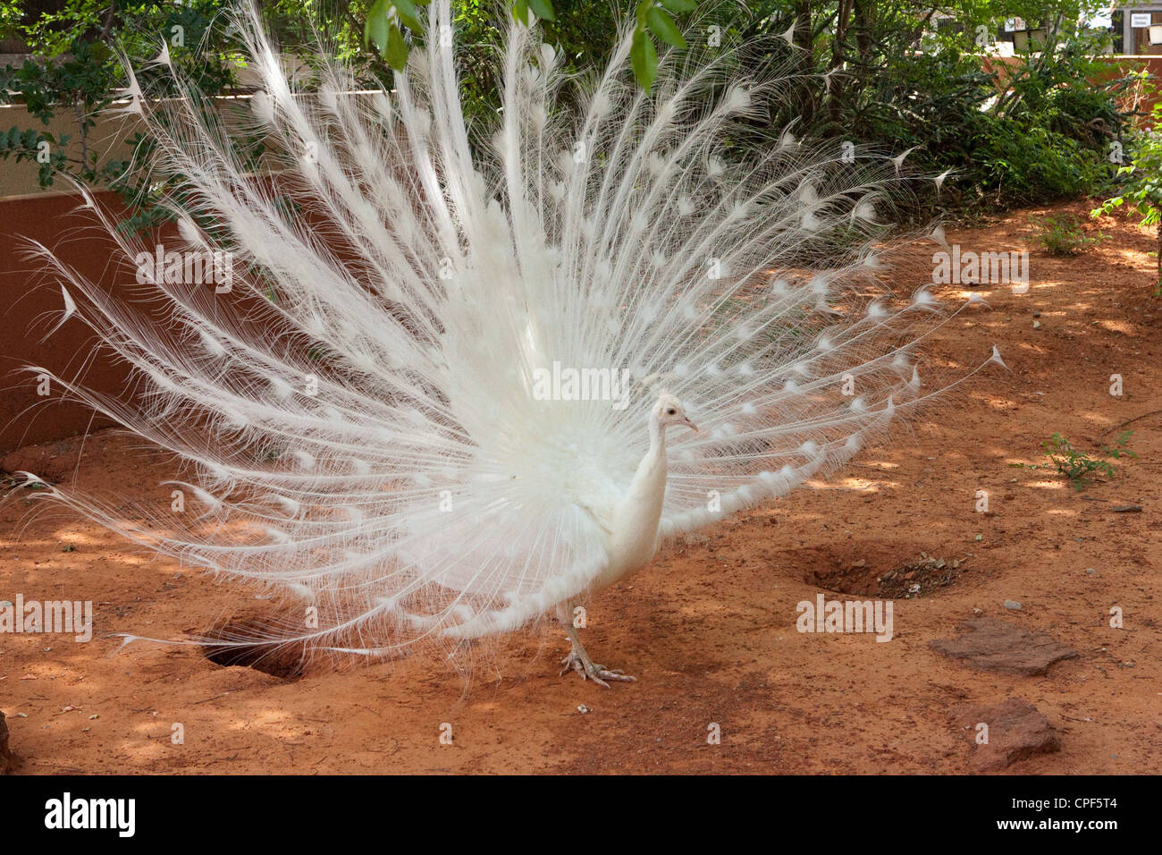 Bird Feathers Fowl Peacock Stock Photo - Alamy
