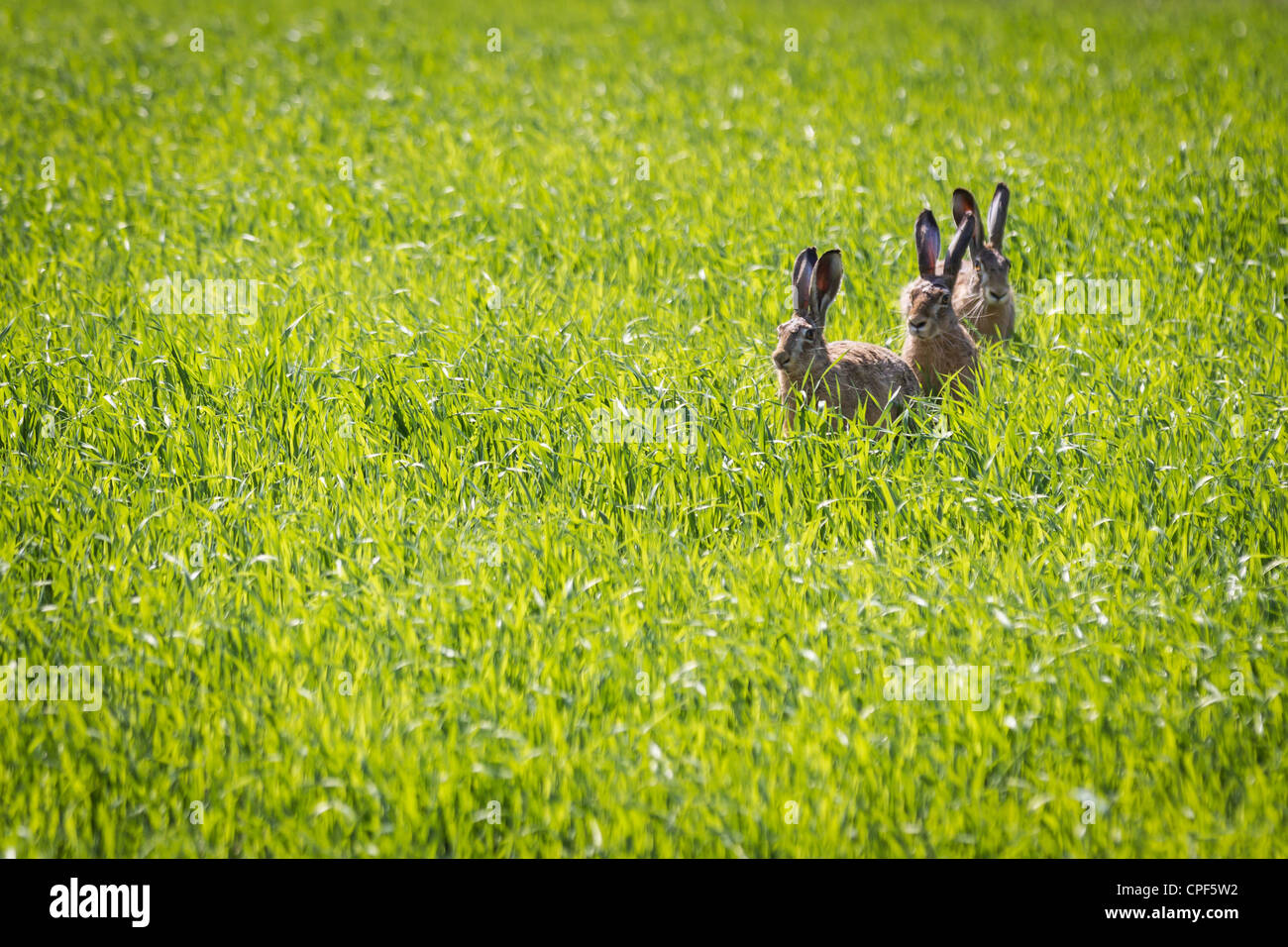 Three rabbits sitting in a meadow Stock Photo - Alamy