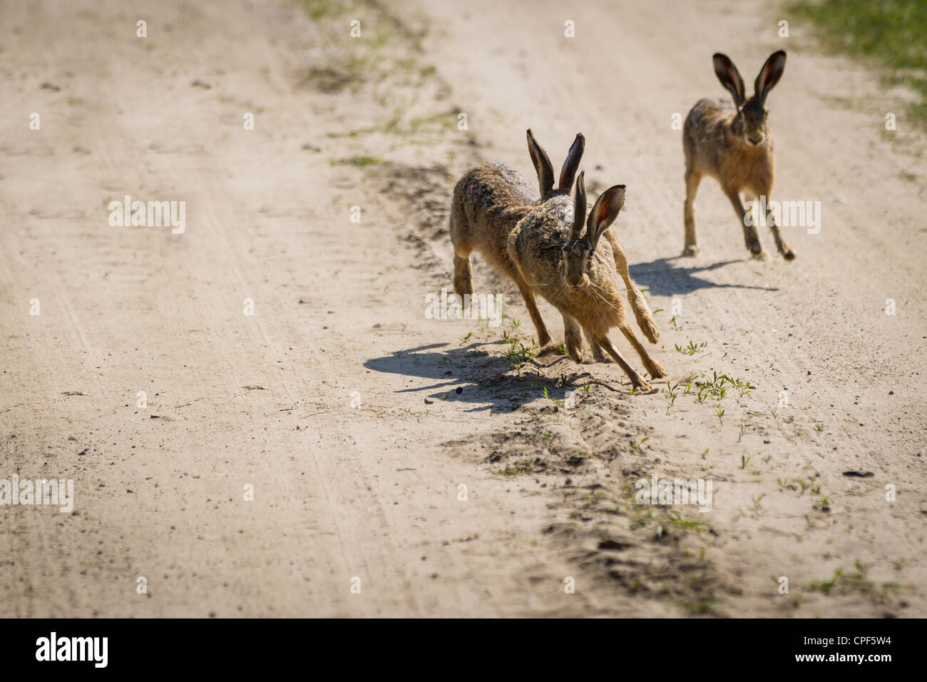 Rabbits at den hi-res stock photography and images - Alamy