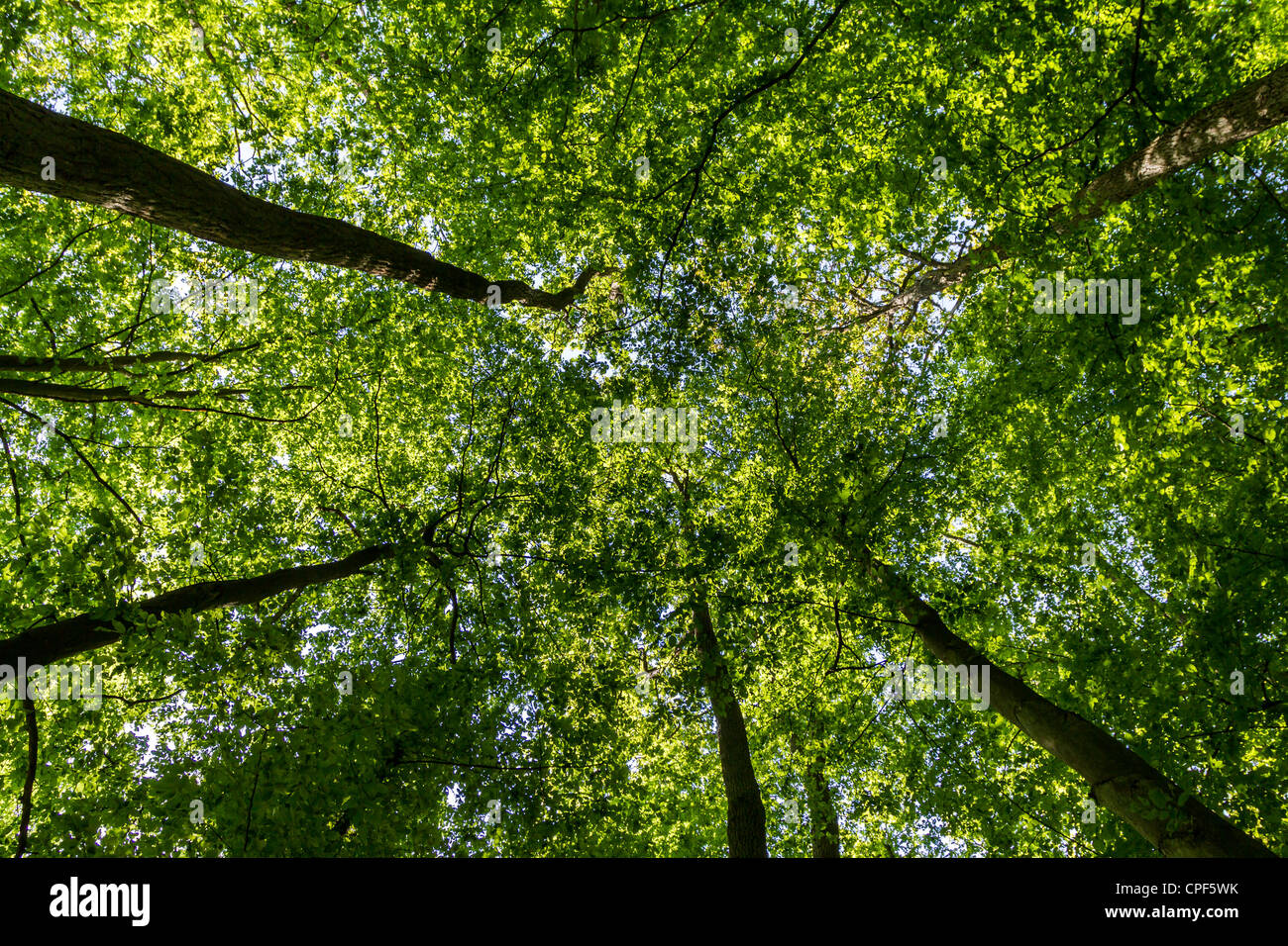 Green forest looking up Stock Photo - Alamy