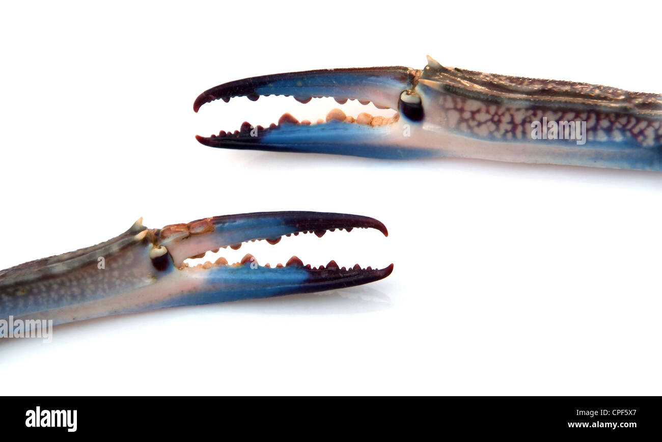 Blue Crab Claw Isolated on White Background Stock Photo - Alamy