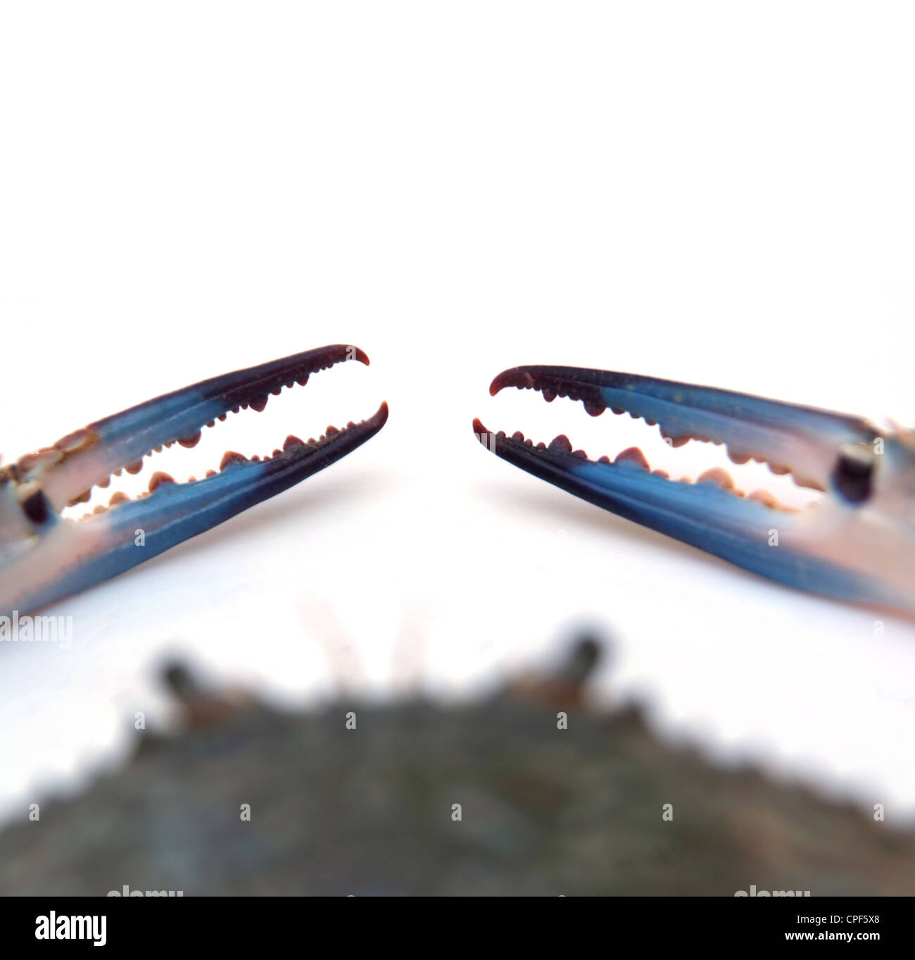 Blue Crab Claw Isolated on White Background Stock Photo - Alamy