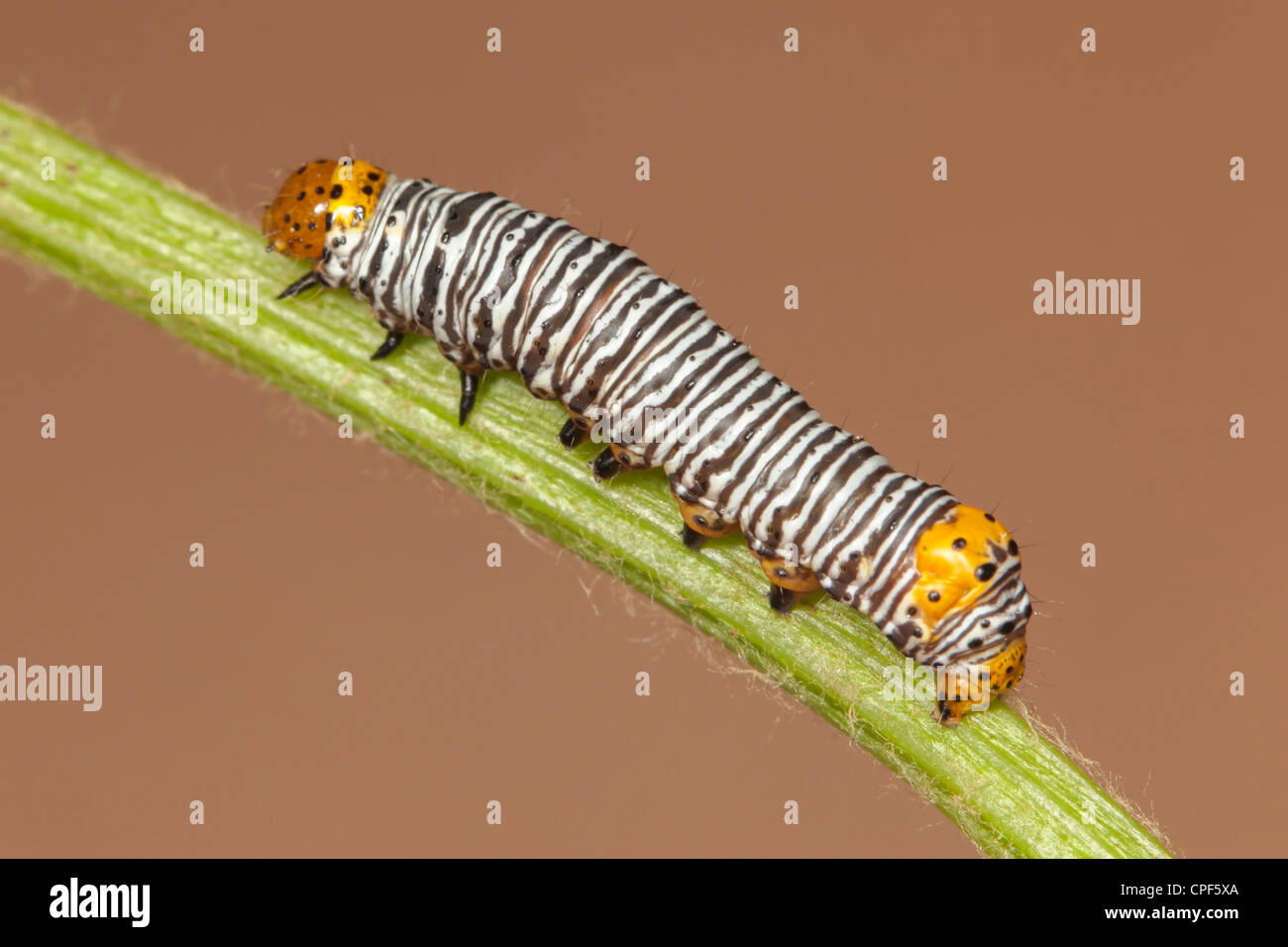 Grapevine Epimenis Moth (Psychomorpha epimenis) caterpillar (larva) on ...