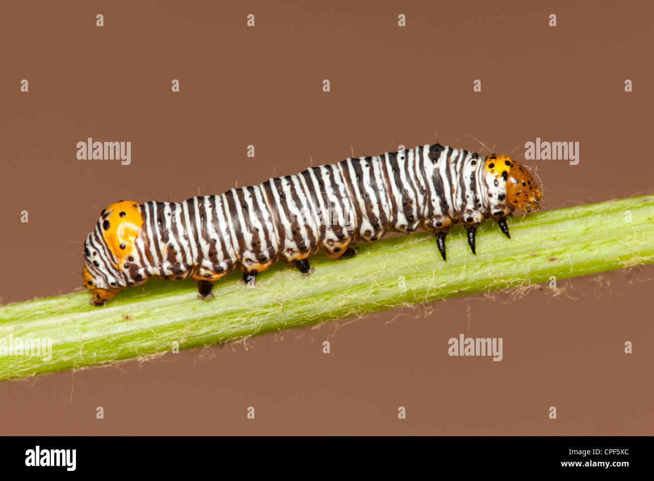 Grape caterpillar hi-res stock photography and images - Alamy