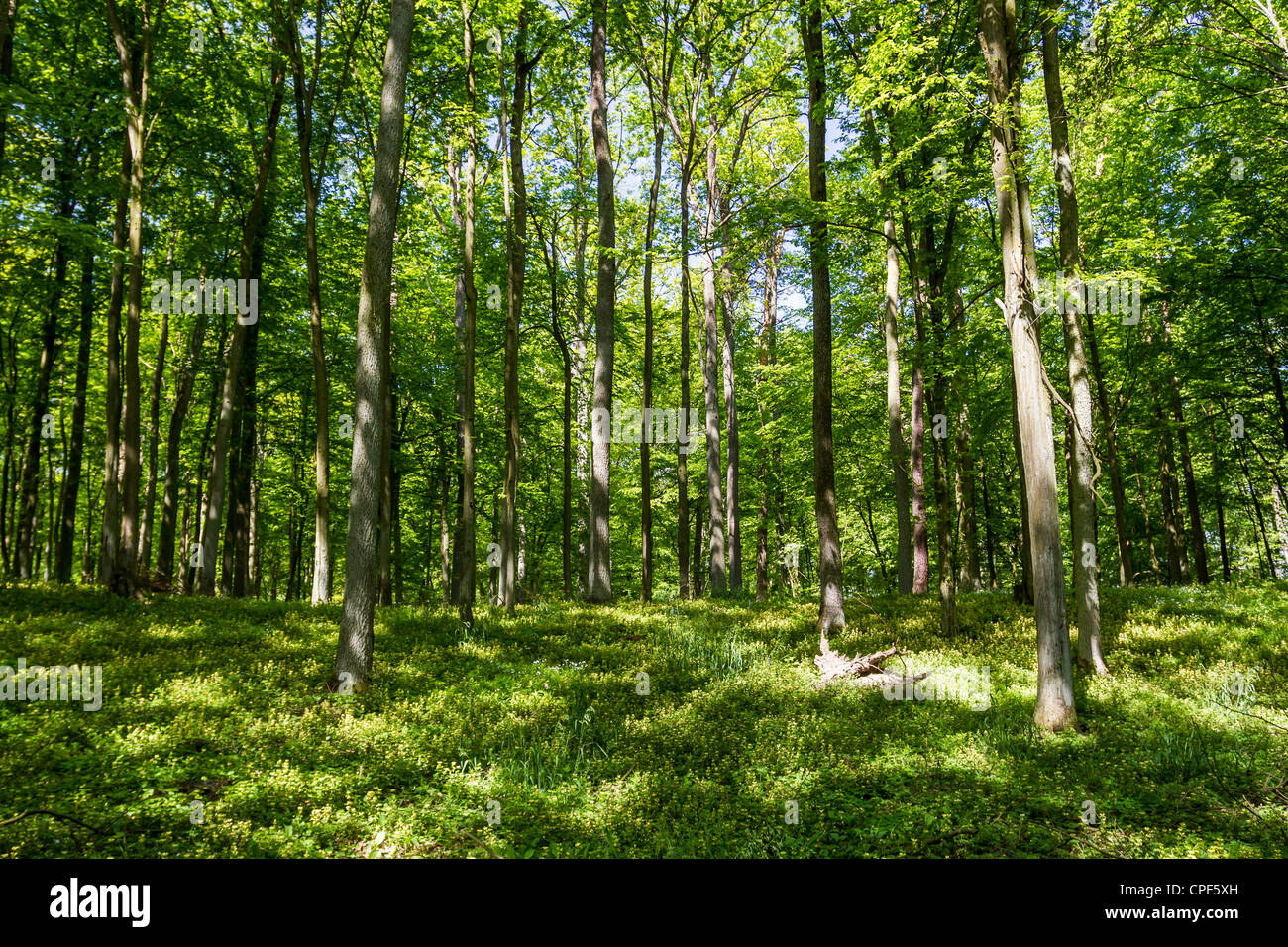 Sunlight in the forest at summer Stock Photo - Alamy