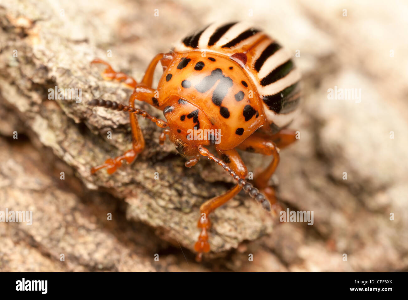 False Potato Beetle (Leptinotarsa juncta) on the trunk of a maple tree ...