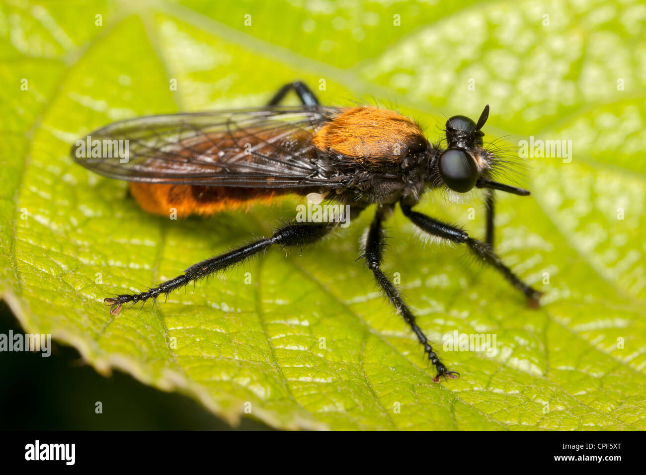 A Robber Fly (Laphria sp.) of the closely related sericea/aktis species complex perches on a ...