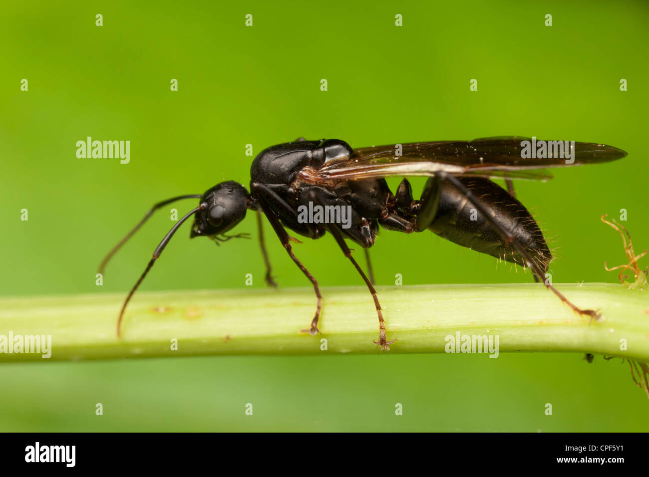 Camponotus Pennsylvanicus
