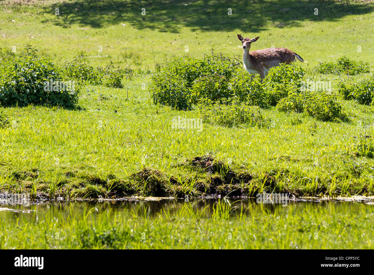 Deer drinking stream hi-res stock photography and images - Alamy