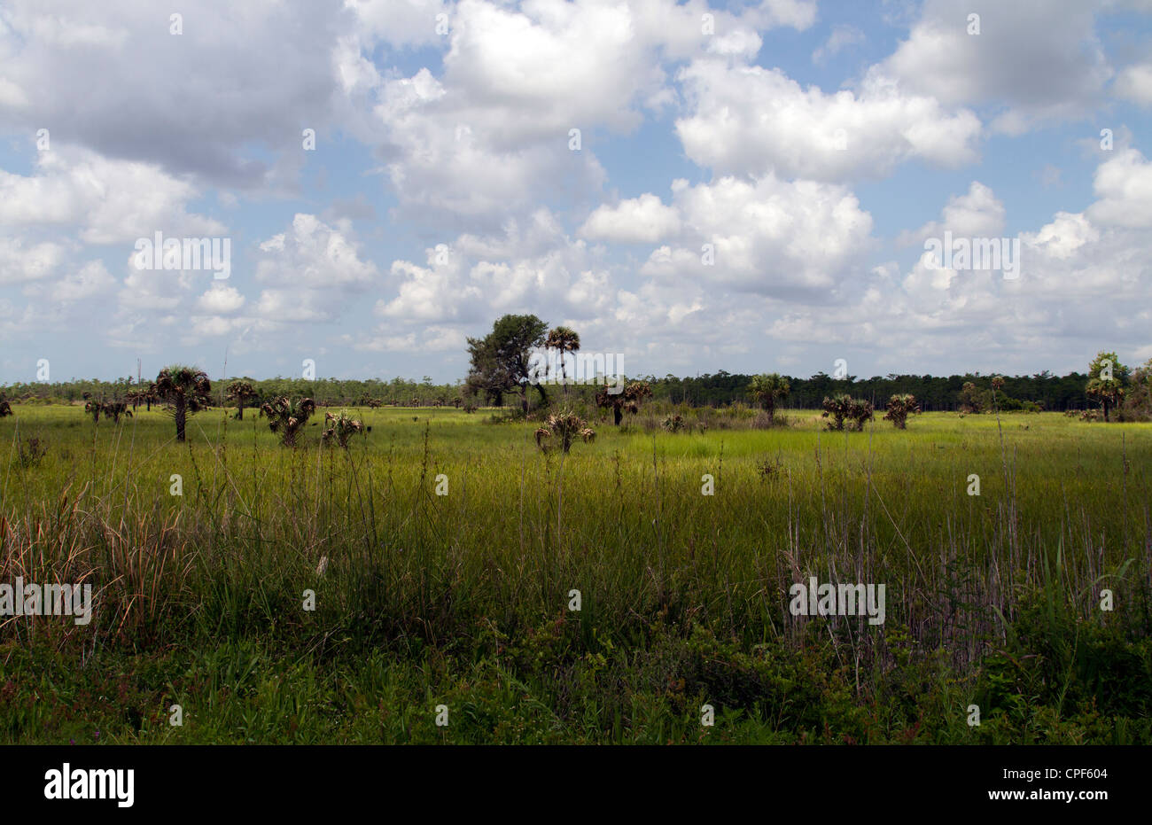 Fakahatchee strand state preserve hi-res stock photography and images ...