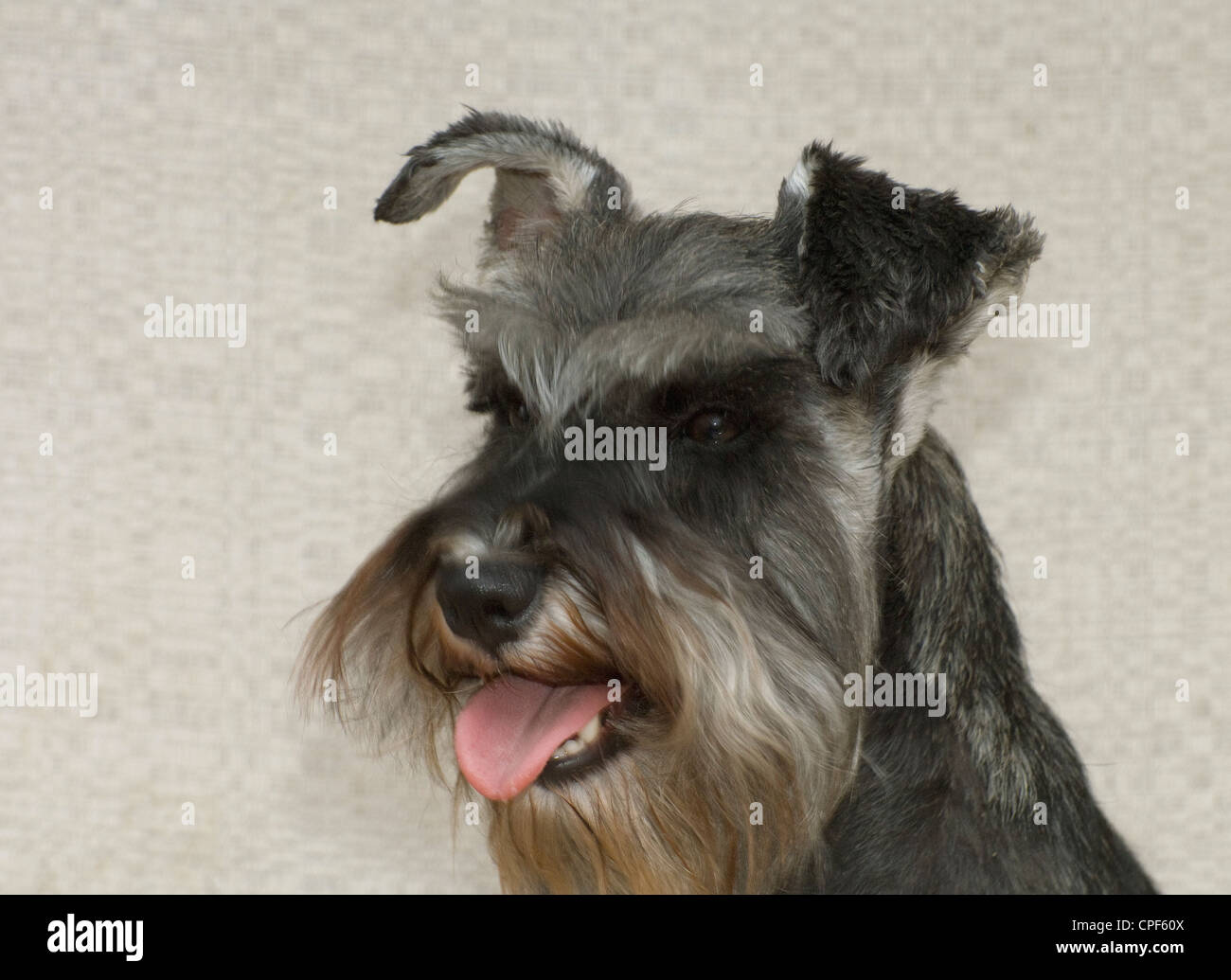 Miniature Schnauzer-head shot Stock Photo - Alamy