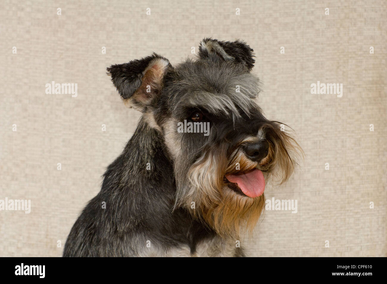 Miniature Schnauzer-head shot Stock Photo - Alamy