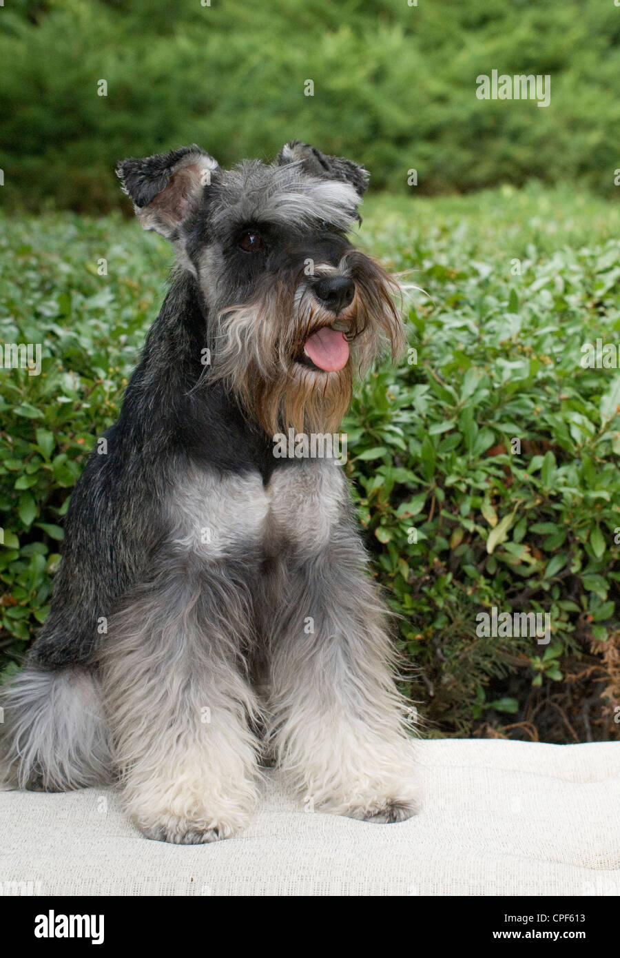 Miniature Schnauzer Sitting High Resolution Stock Photography and ...