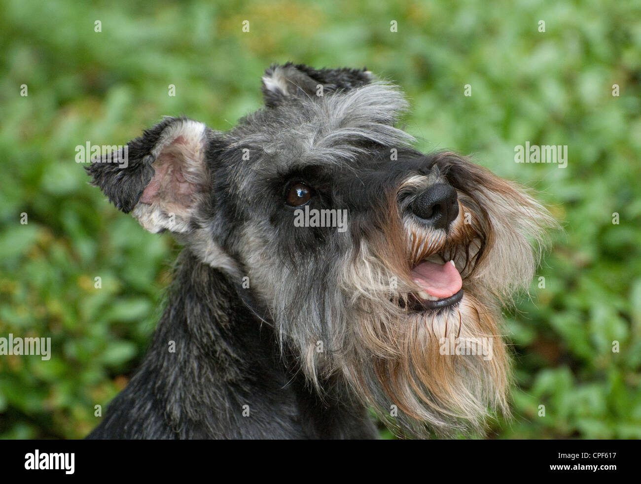 Miniature Schnauzer-head shot Stock Photo - Alamy