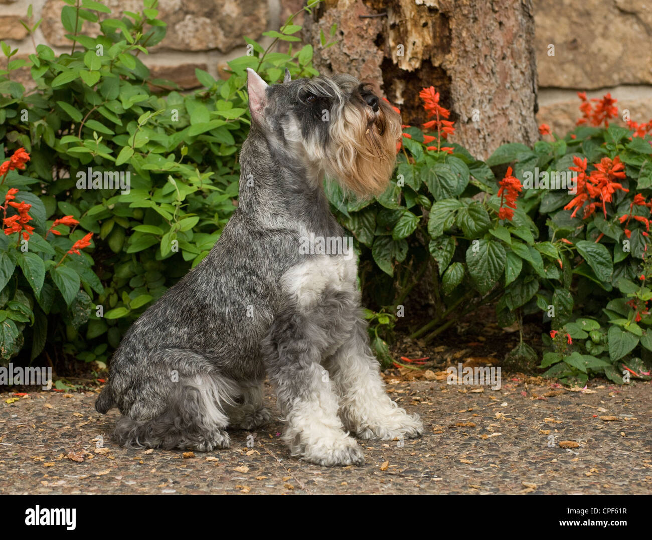 Miniature schnauzer sitting in front of flowers Stock Photo - Alamy