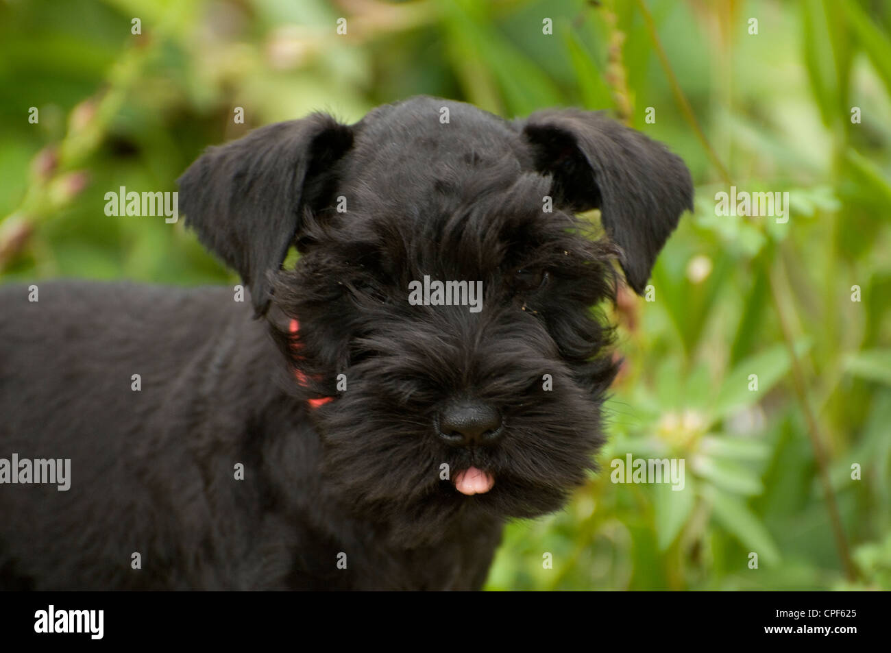 Miniature Schnauzer puppy-head shot Stock Photo - Alamy