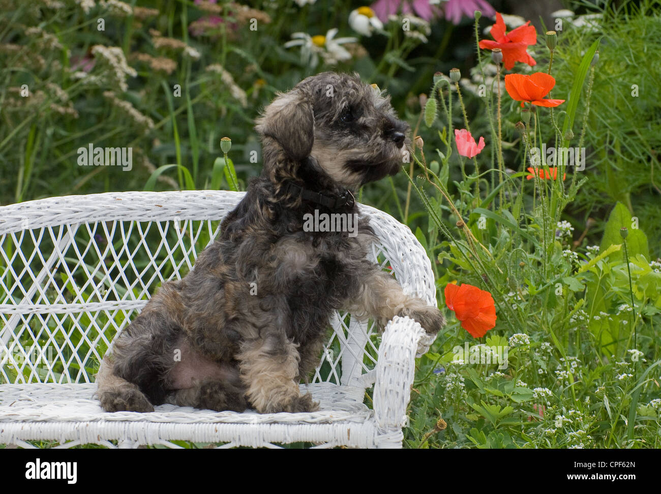 Miniature Schnauzer Puppy Sitting High Resolution Stock Photography and ...