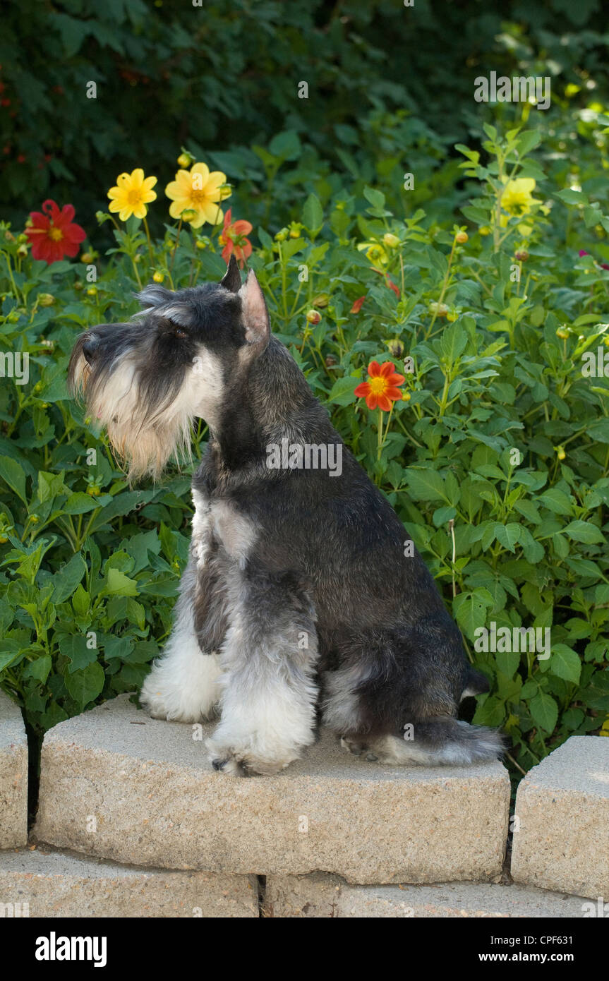Miniature Schnauzer Sitting High Resolution Stock Photography and ...