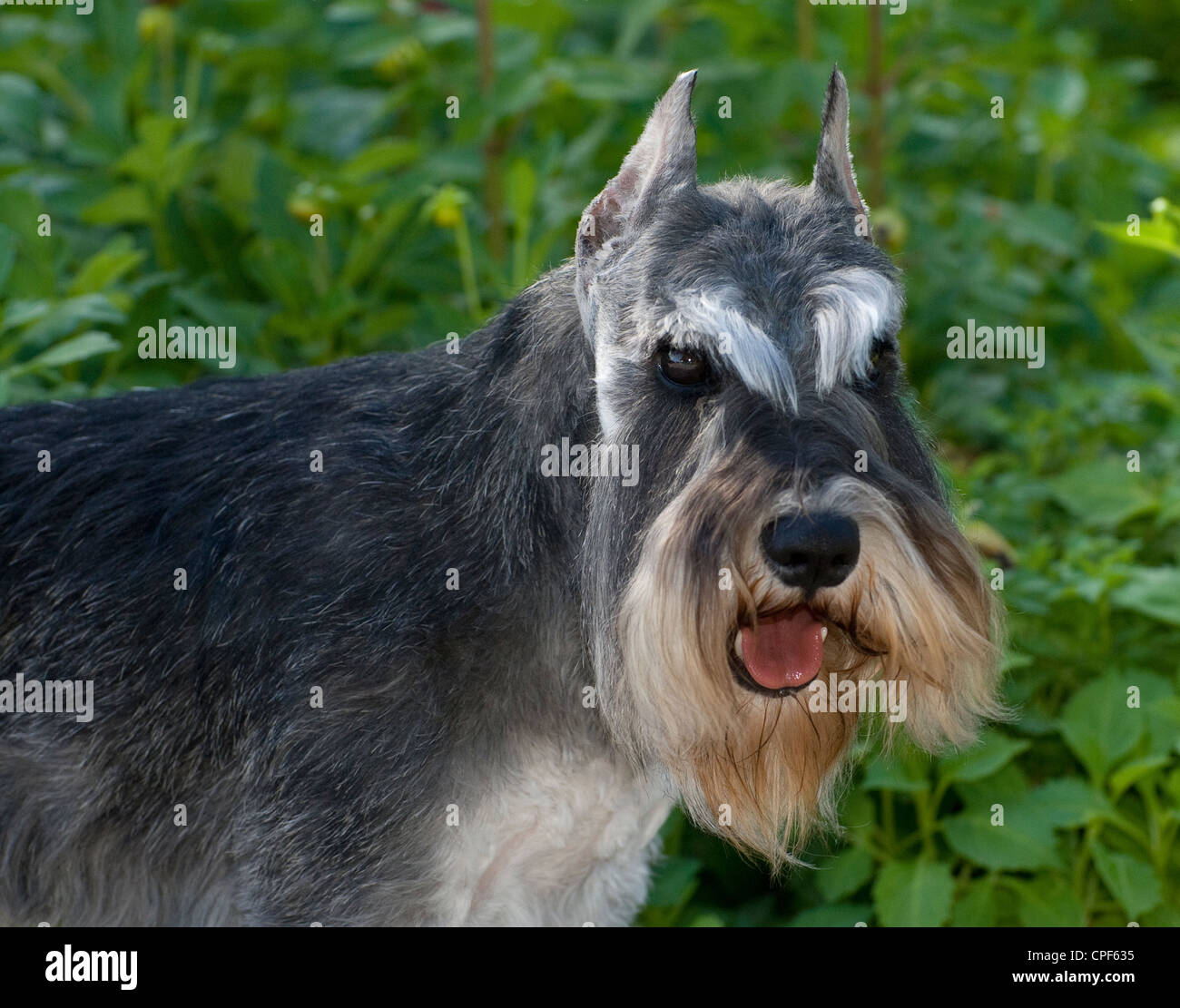 Miniature Schnauzer-head shot Stock Photo - Alamy