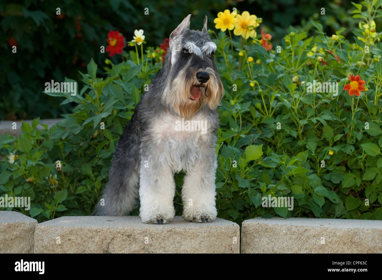 Miniature Schnauzer sitting on wall with flowers behind Stock Photo - Alamy