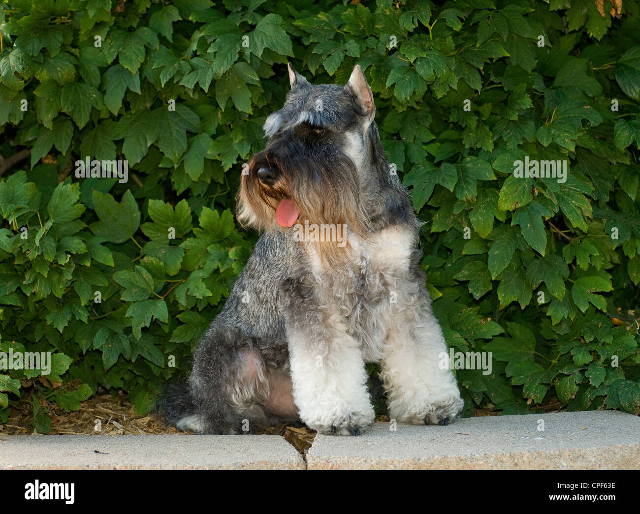 Miniature Schnauzer sitting on wall with greenery behind Stock Photo ...