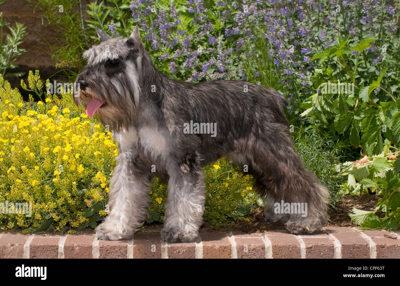 Miniature Schnauzer standing on wall in front of flowers Stock Photo ...