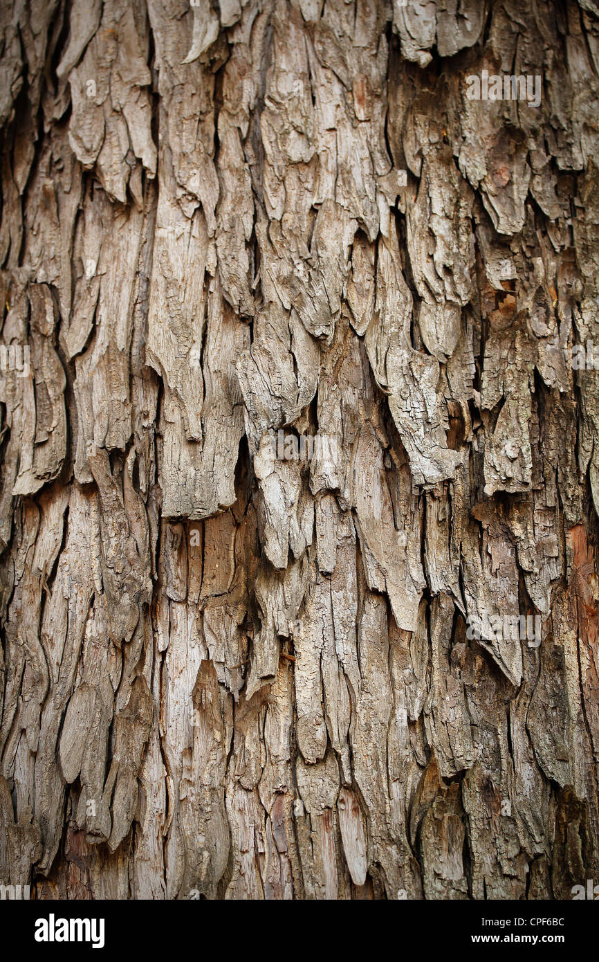 Higly detailed photograph of bark of rain tree Stock Photo - Alamy
