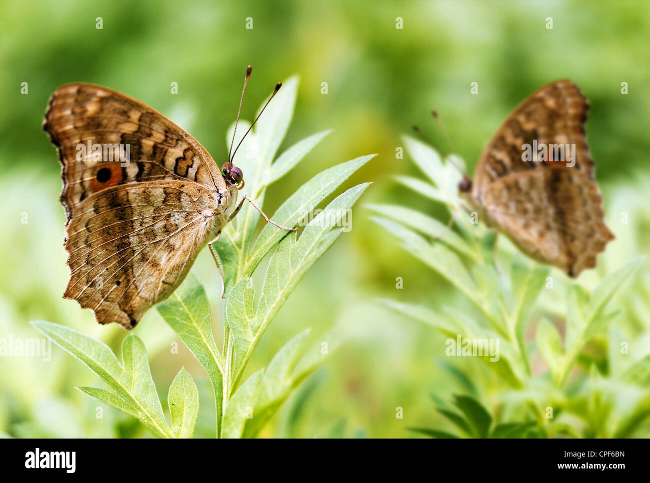 A pair of beautiful spotted butterflies relax on a plant Stock Photo ...
