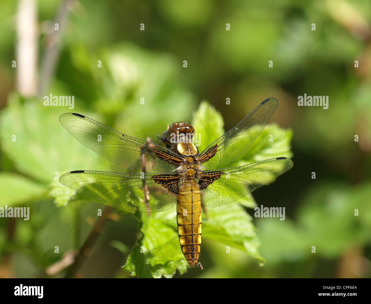 female broad-bodied chaser / Libellula depressa / Weibchen Plattbauch ...
