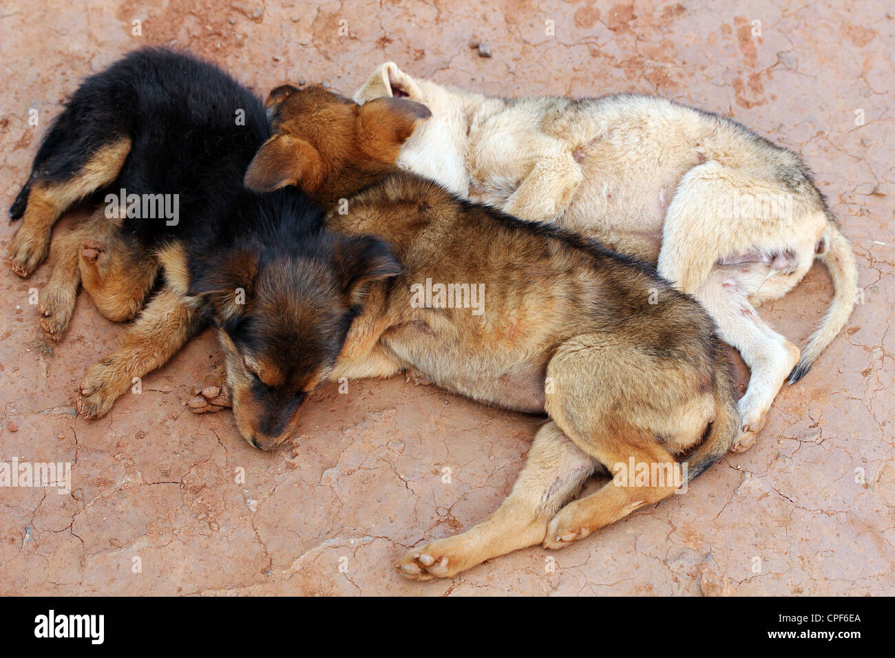 Three young street dogs huddling together and sleeping Stock Photo - Alamy