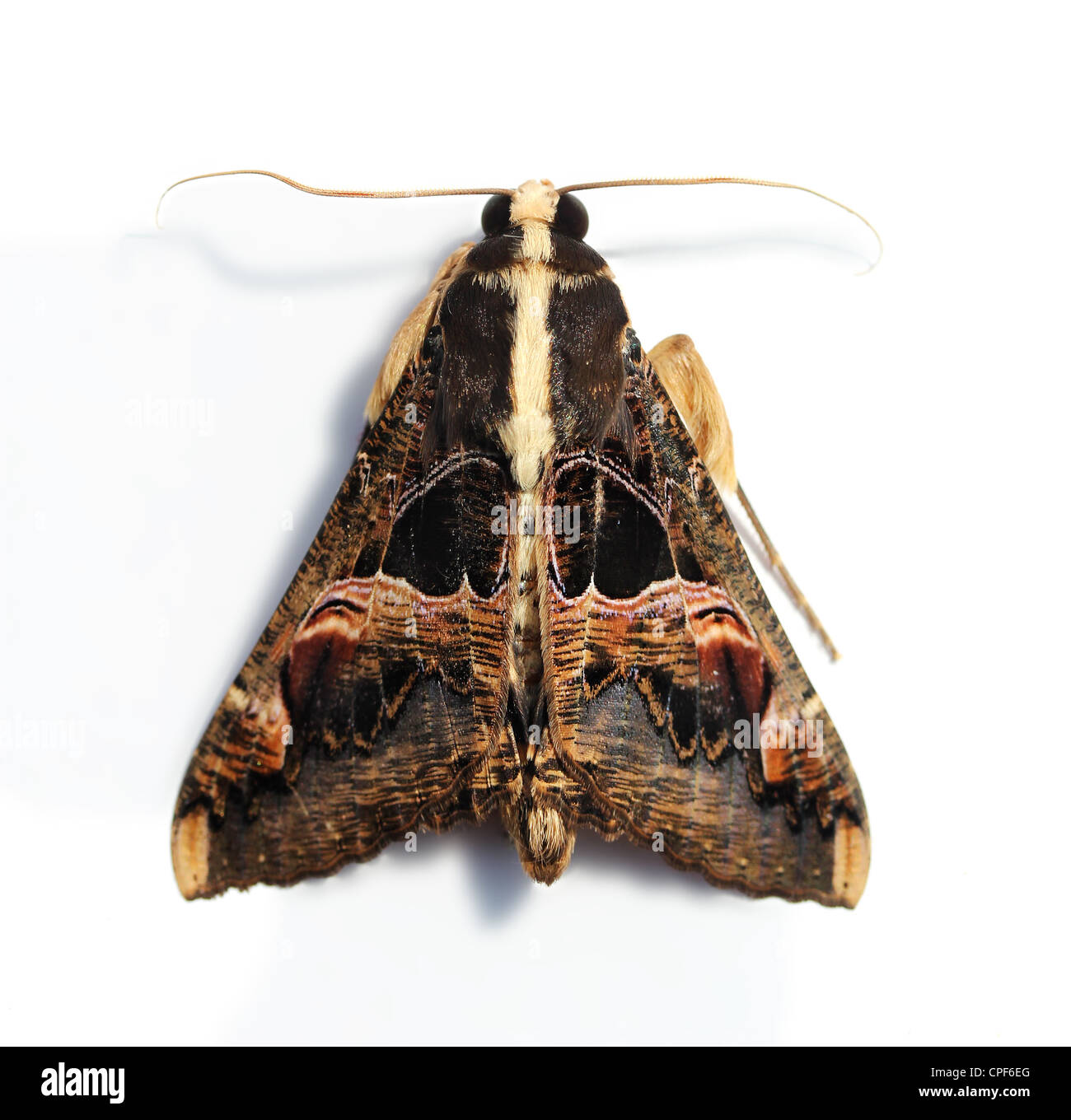 A hairy moth with large wings and serrated antennae on white Stock ...