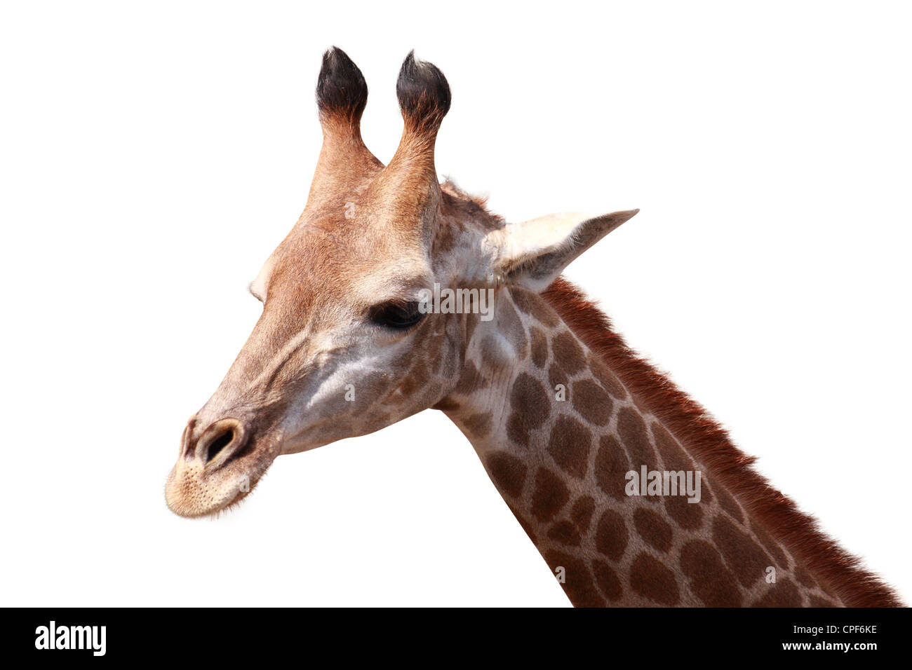 Giraffe face closeup hi-res stock photography and images - Alamy