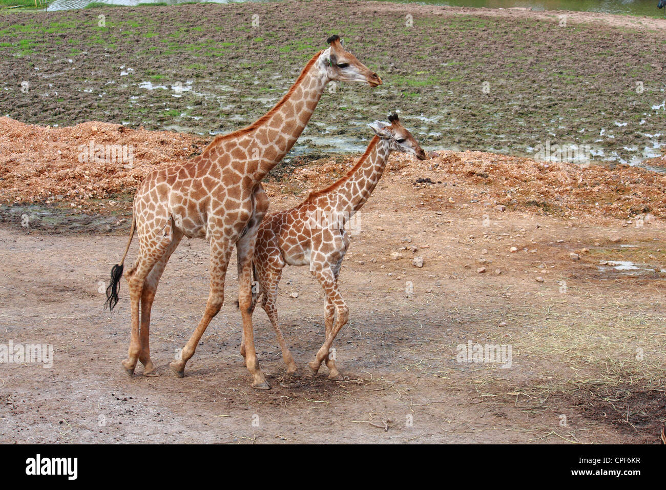 Baby Giraffe Face Stock Photos & Baby Giraffe Face Stock Images - Alamy