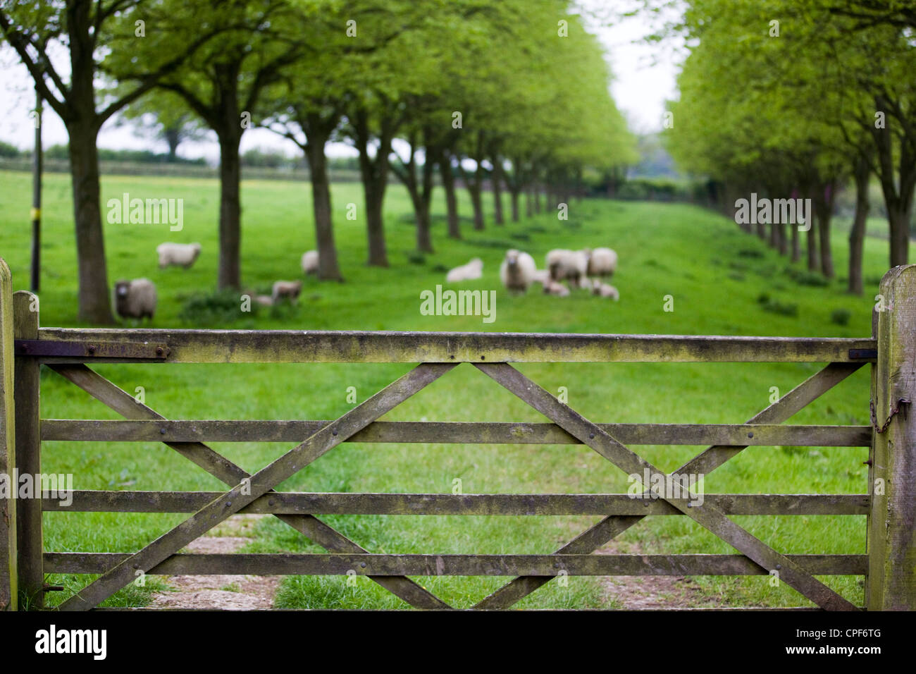A Five bar wood gate with sheep in the background Stock Photo - Alamy