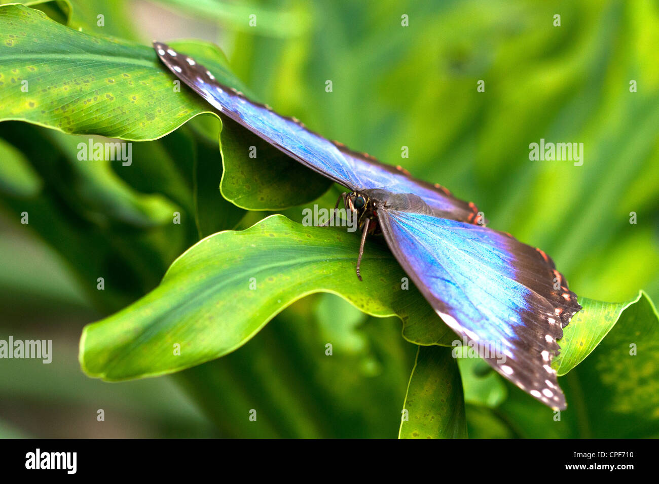 Butterfly, Blue Morpho peleides Stock Photo - Alamy