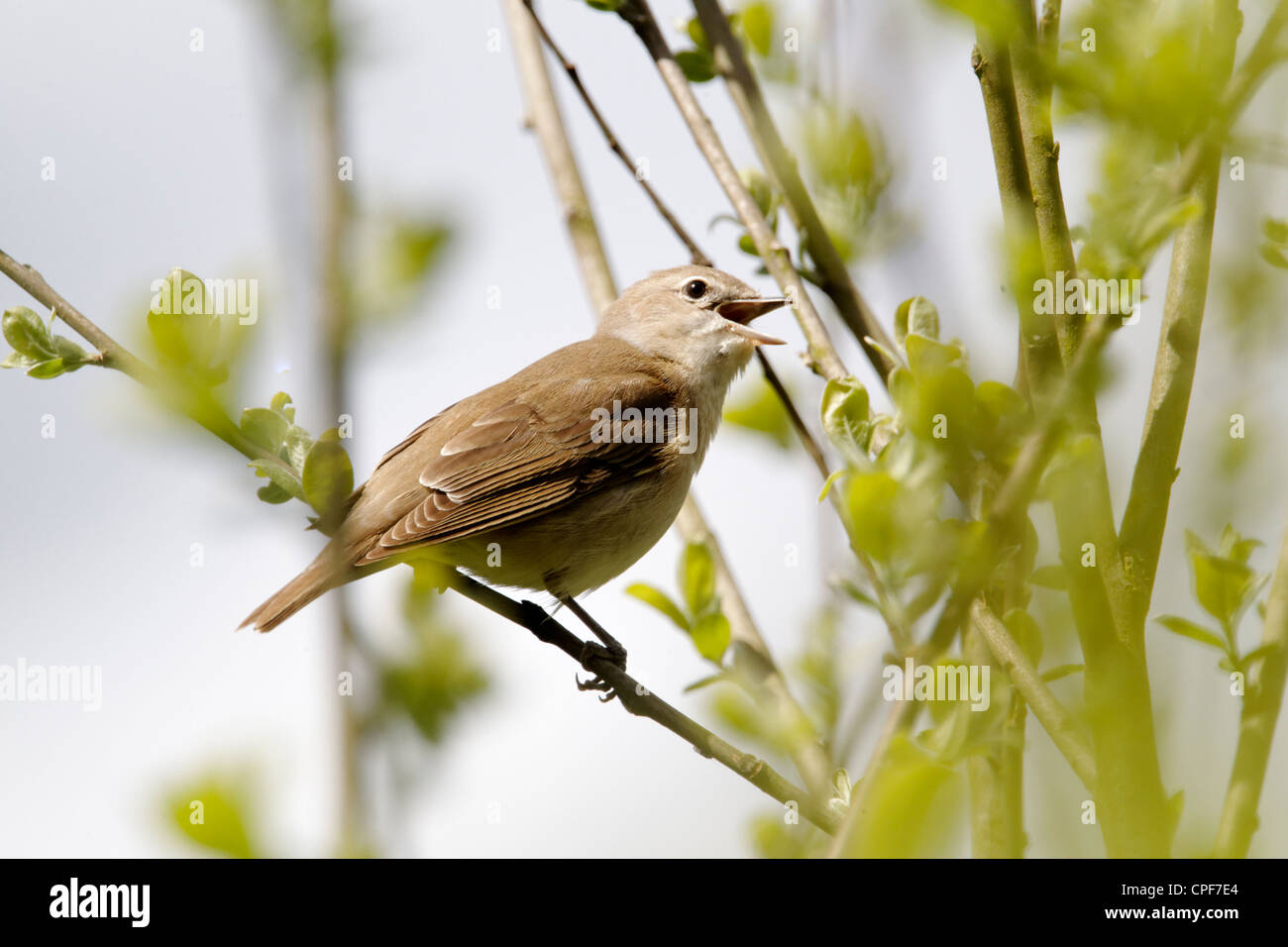 Garden warbler, Sylvia borin, single bird on branch singing ...