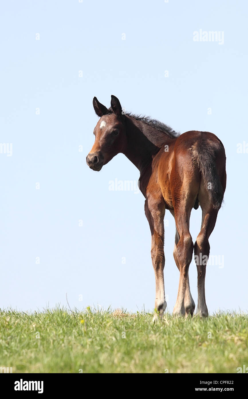 Dark green bay hi-res stock photography and images - Alamy