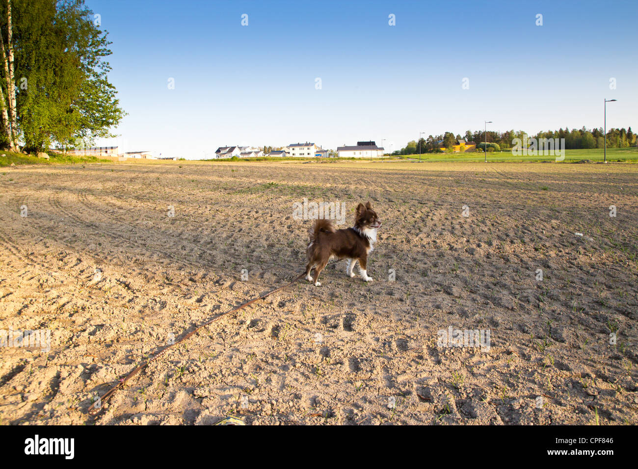 ploughed field with dog Stock Photo - Alamy