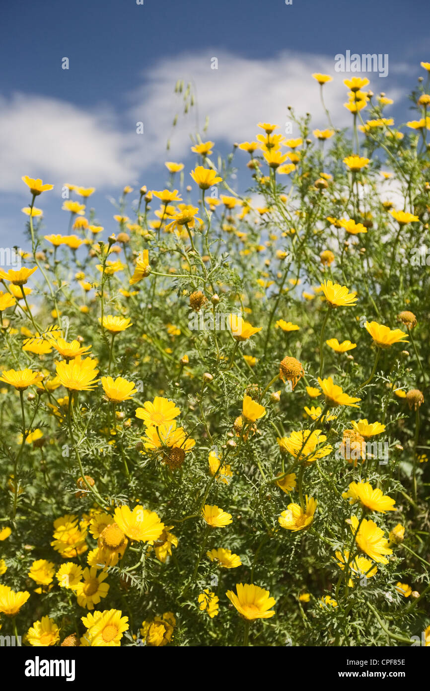 Spring field of yellow daisies against blue sky, Sicily, Italy Stock ...