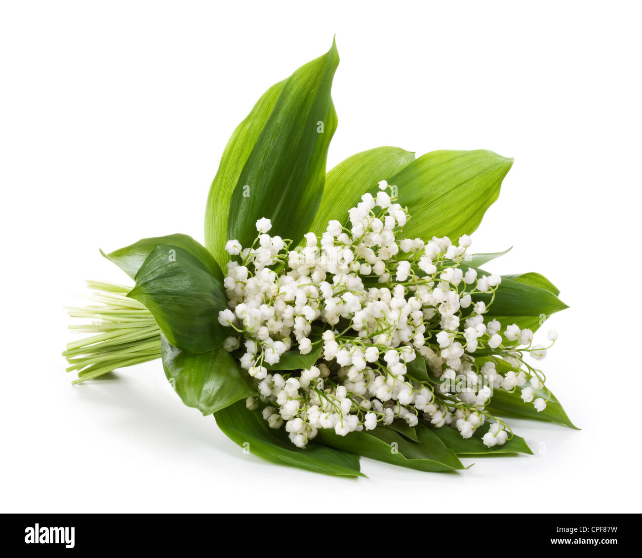 Lilly valley flowers on Cut Out Stock Images & Pictures - Alamy