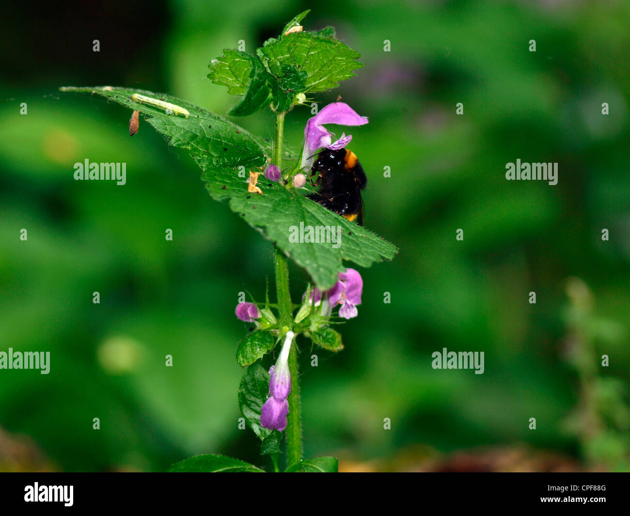 Bombus polaris hi-res stock photography and images - Alamy
