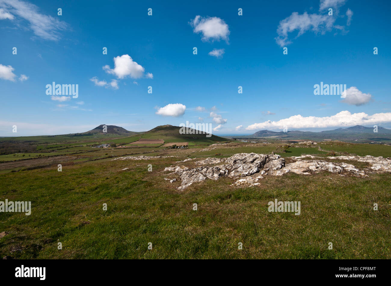 Felin fawr hi-res stock photography and images - Alamy
