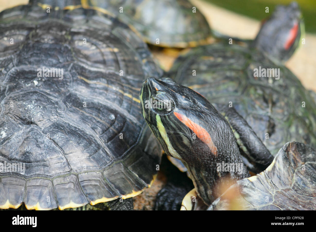 Group of red-eared slider turtles sitting on a stone in the zoo Stock ...
