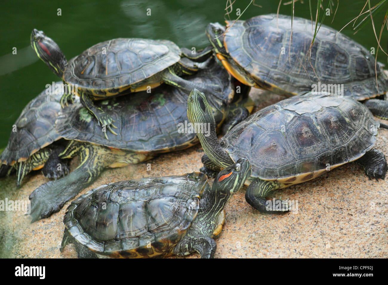 Group of red-eared slider turtles sitting on a stone in the zoo Stock ...