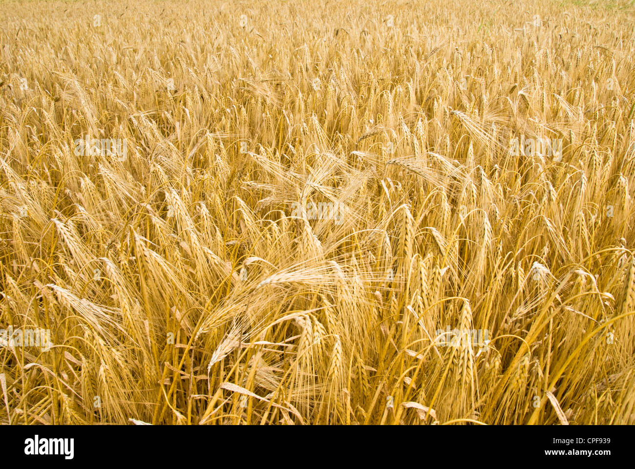 field of grain Stock Photo - Alamy